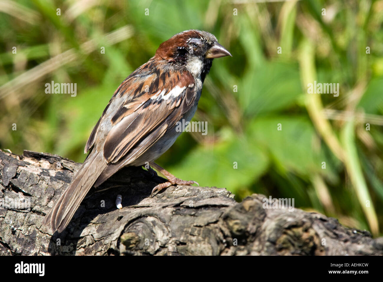 His eye is on the sparrow hi-res stock photography and images - Alamy