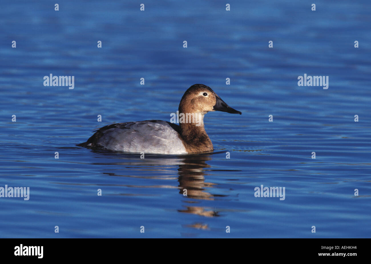 Female canvasback hi-res stock photography and images - Alamy
