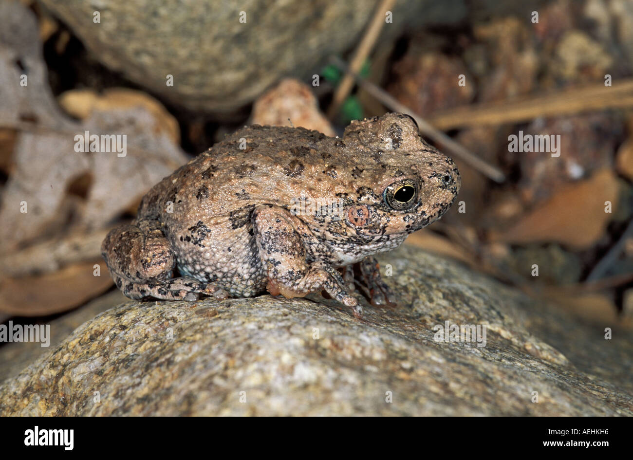 Canyon treefrog hi-res stock photography and images - Alamy
