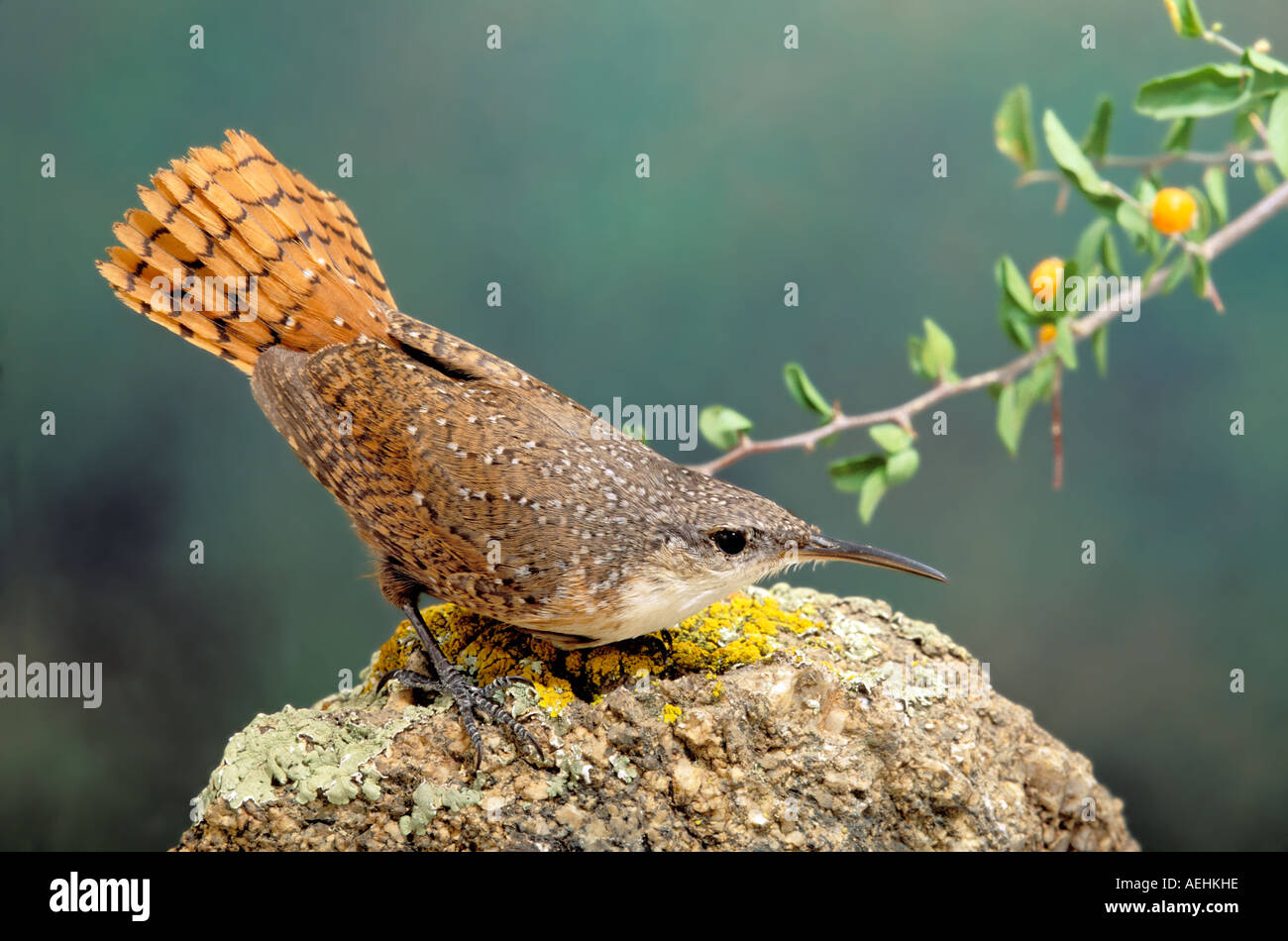 Canyon wren hi-res stock photography and images - Alamy