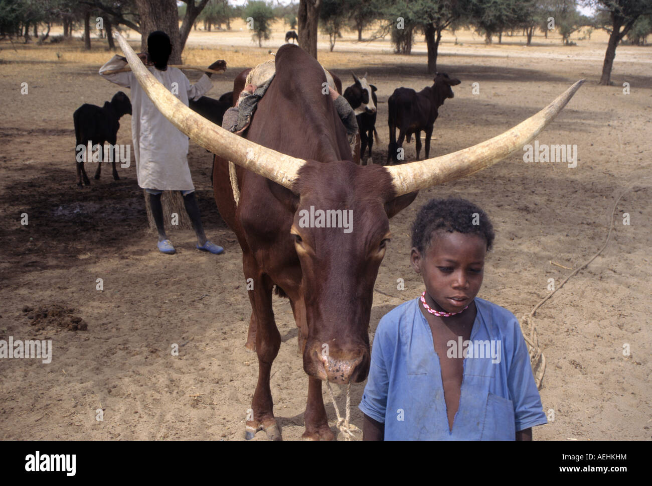 Fulani cattle hi-res stock photography and images - Alamy
