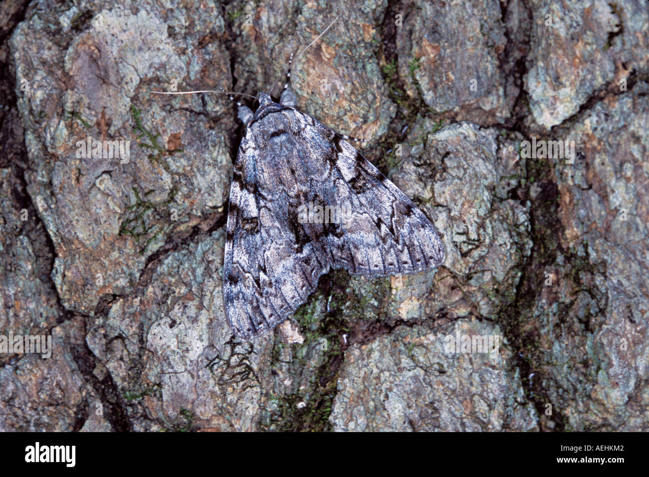 Unknown species hi-res stock photography and images - Alamy