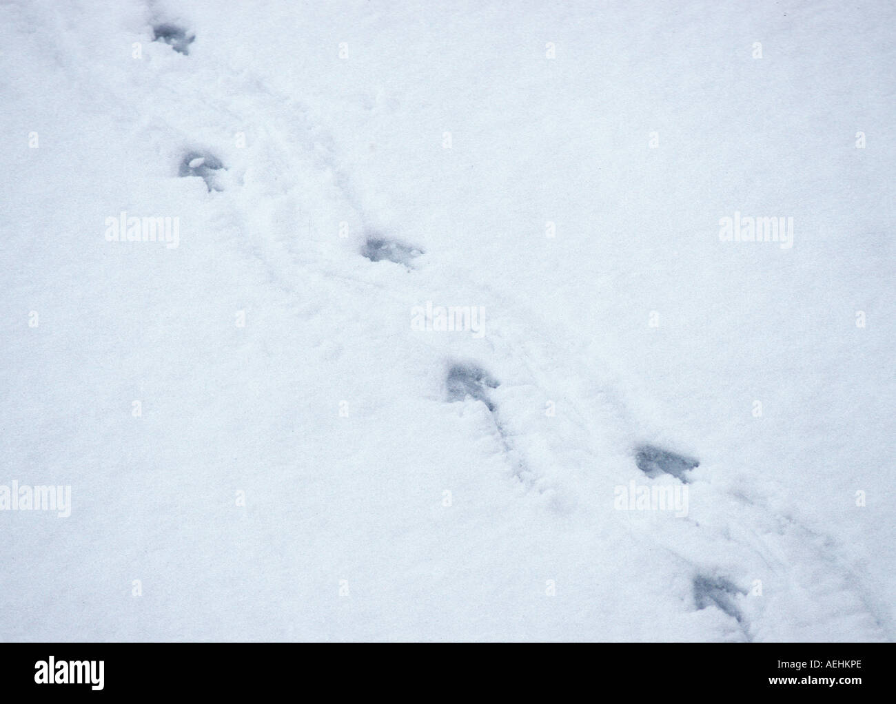Penguin tracks hi-res stock photography and images - Alamy