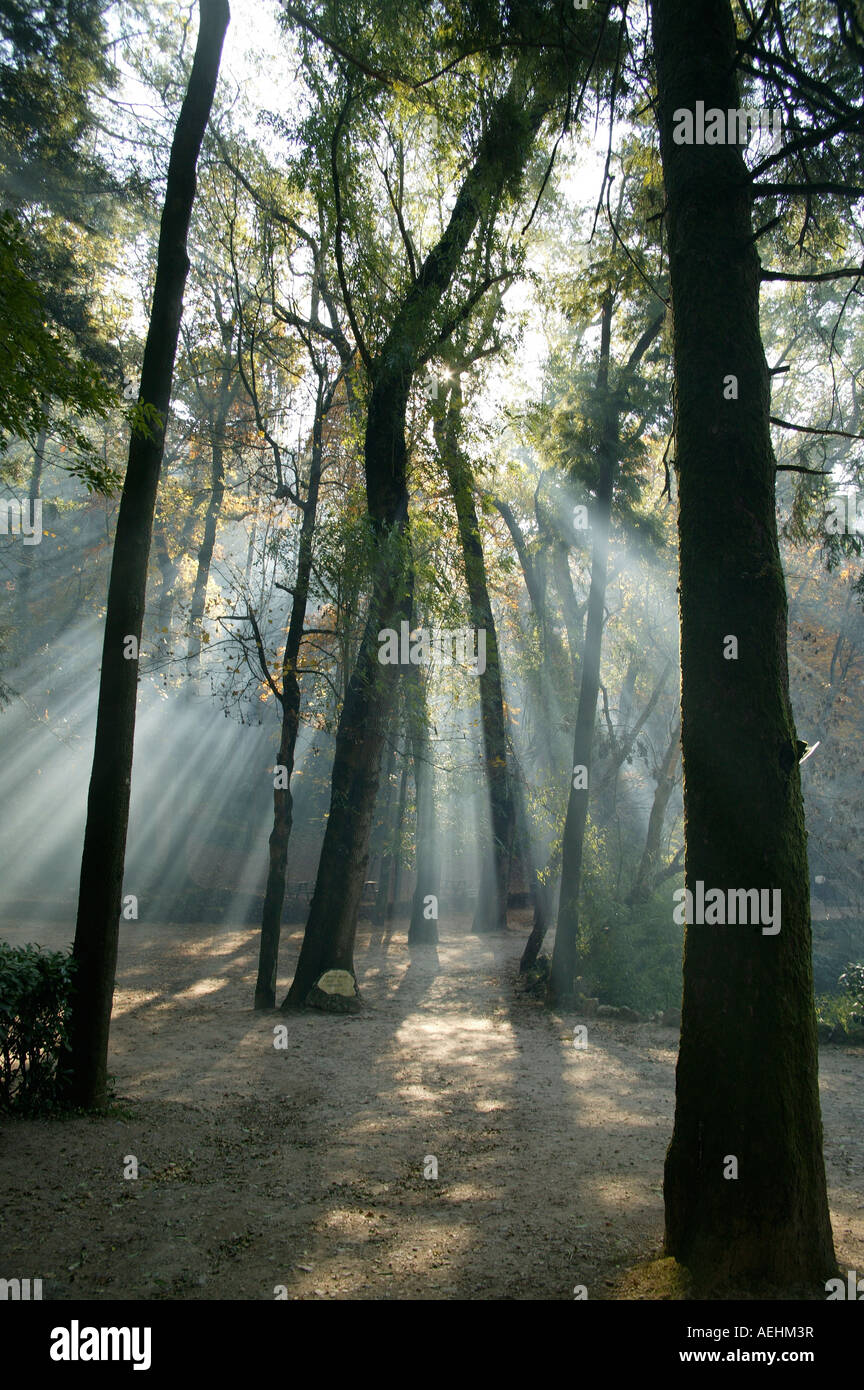 Sun rays and trees Stock Photo - Alamy
