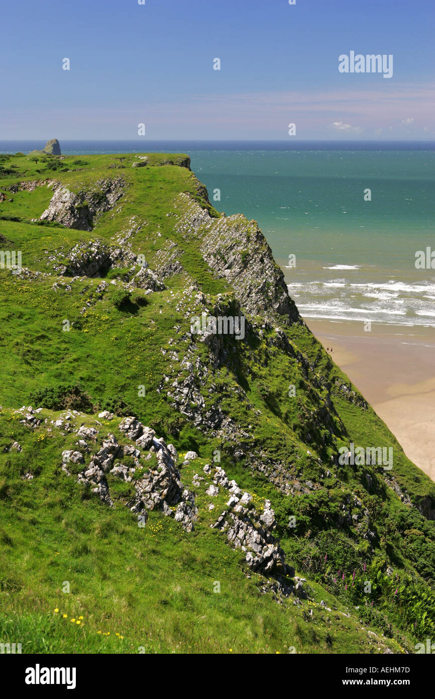 Yellow summer flowers on the cliff top at Rhossili bay and beach Gower ...
