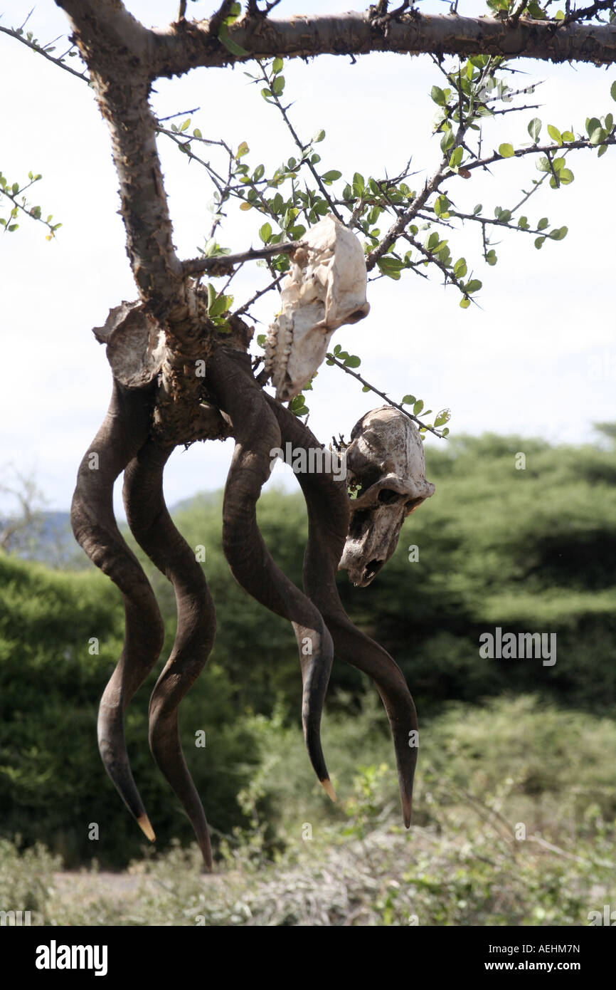 Skulls of baboon and antelope hanging on tree near huts of hunter ...