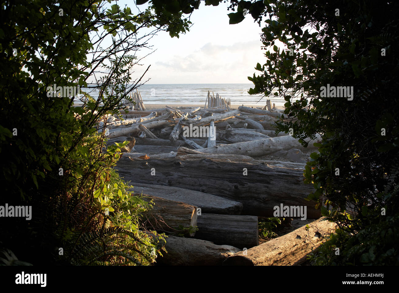 Walking out of Forest onto Beach on Kalaloch Beach, Olympic National ...