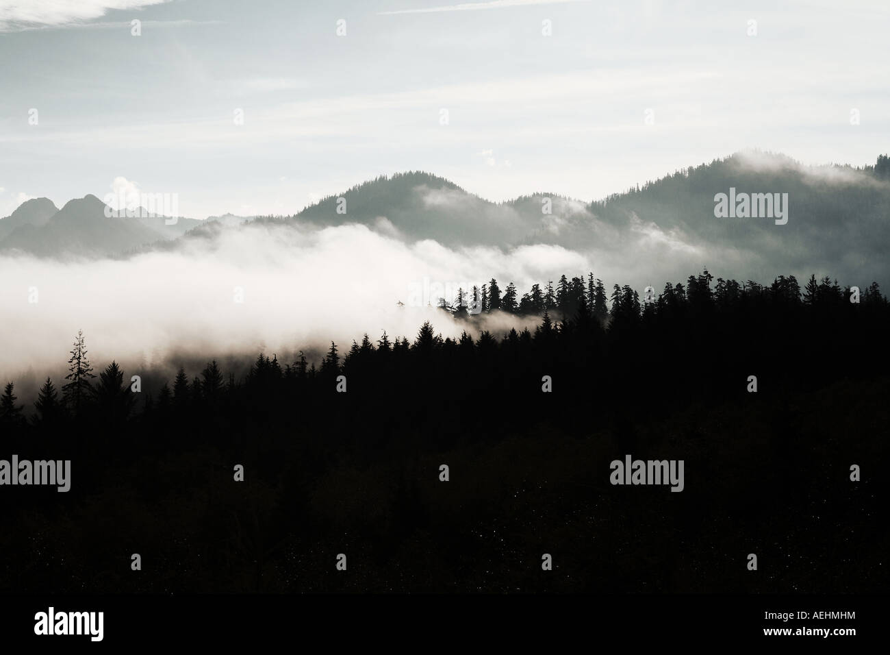 Fog Rising Over Trees and Mountains Olympic National Park, Olympic ...