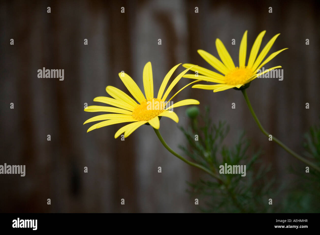 Two yellow daisy flowers Stock Photo - Alamy