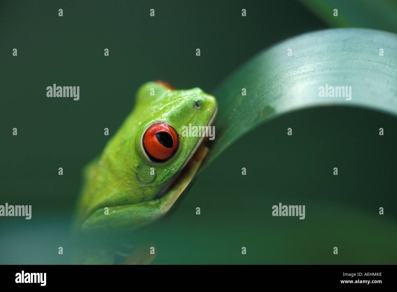 Red-eyed tree frog Stock Photo - Alamy