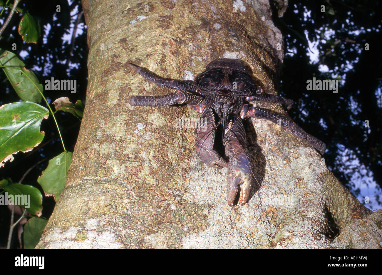 Birgus hi-res stock photography and images - Alamy