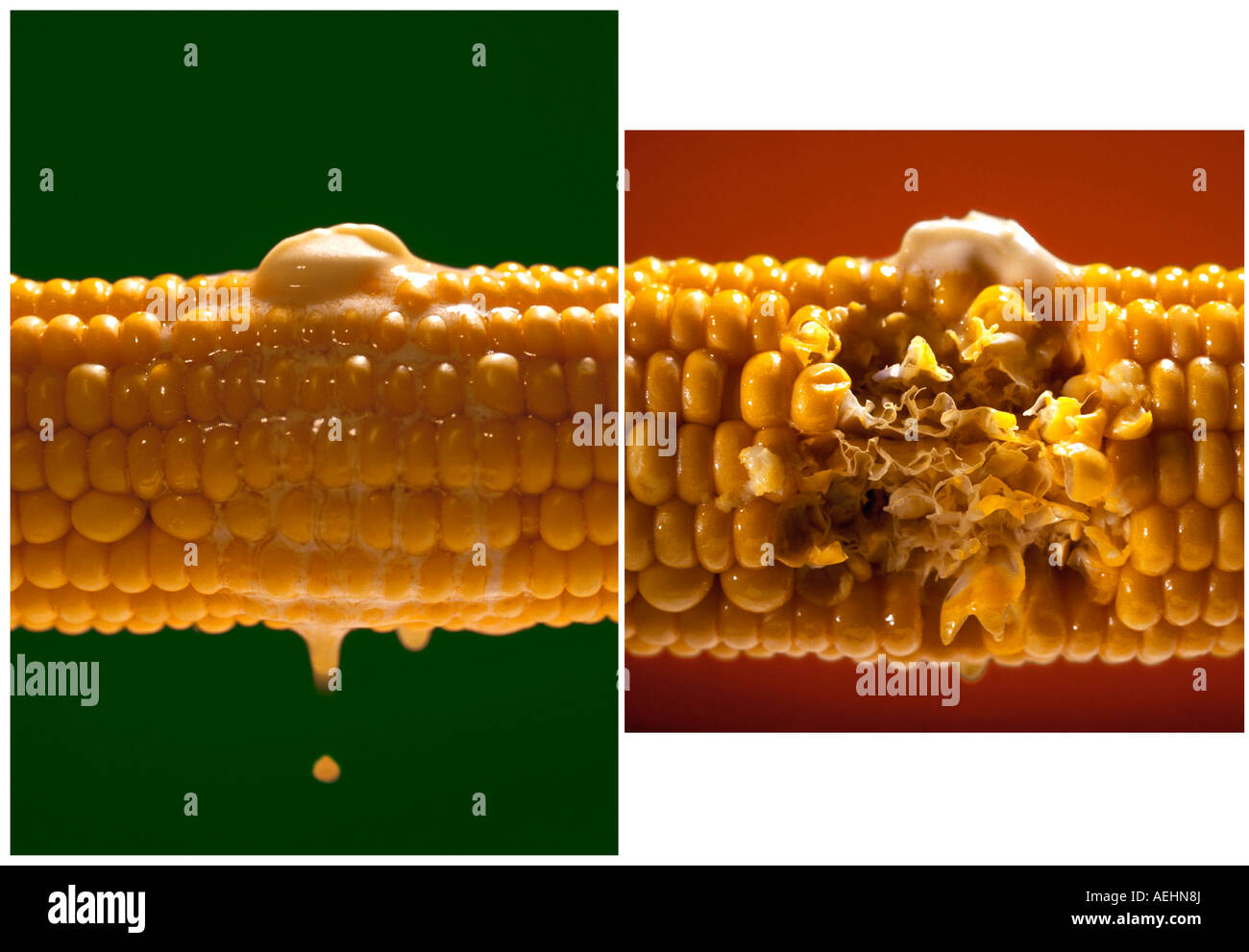 Before and after Corn Stock Photo - Alamy