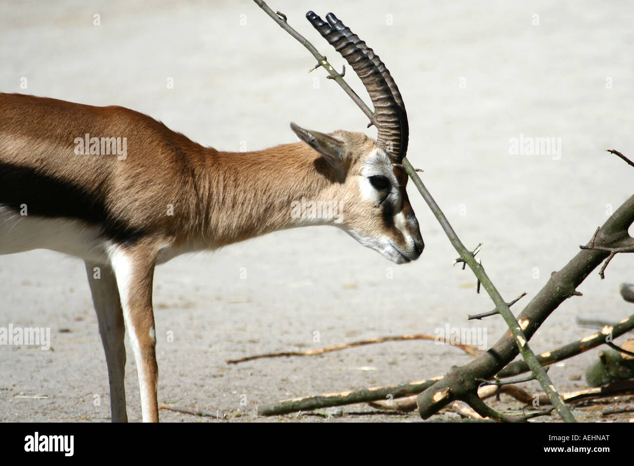 Thomson s Gazelle playing with a stick - Gazelle thomsonii Stock Photo ...