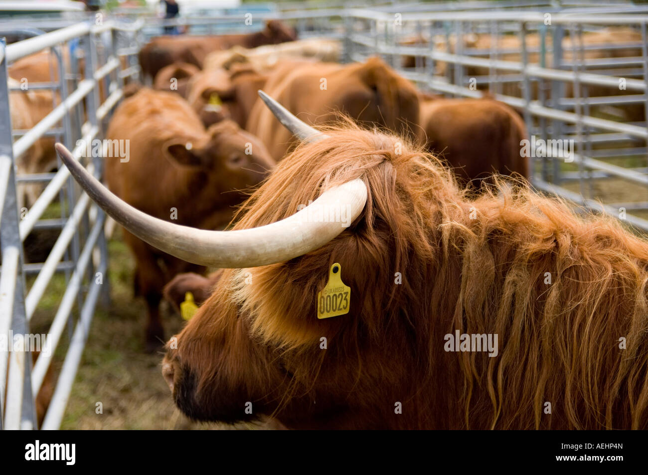 Scottish Highland cattle Stock Photo - Alamy