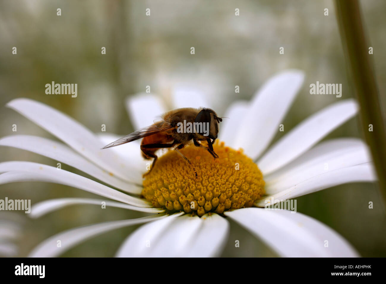 Gunma insect hi-res stock photography and images - Alamy