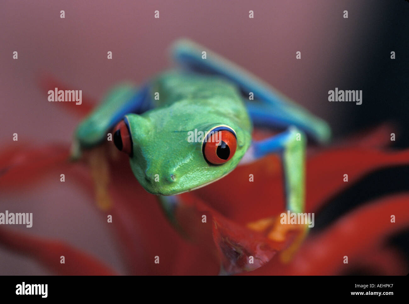 Red-eyed tree frog Stock Photo - Alamy