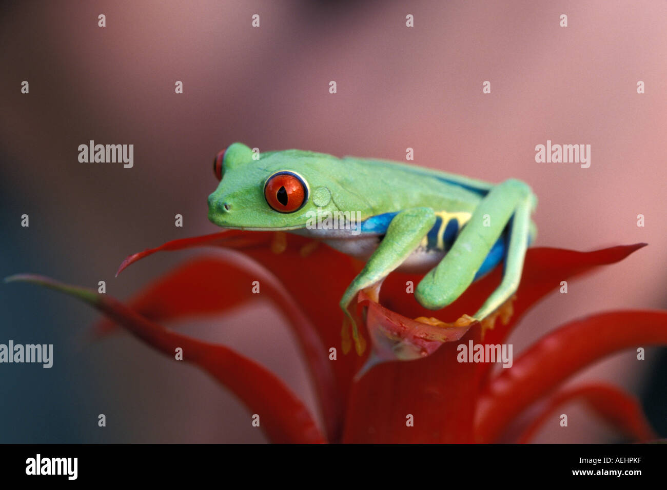 Red-eyed tree frog Stock Photo - Alamy