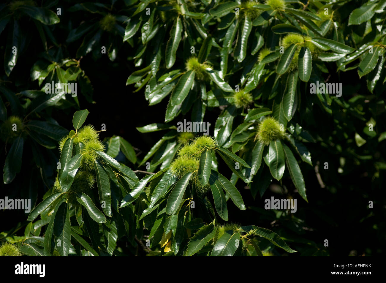 sweet chestnut tree Stock Photo - Alamy