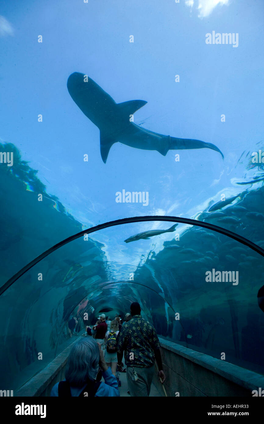Bahamas Paradise Island Atlantis aquarium Stock Photo - Alamy