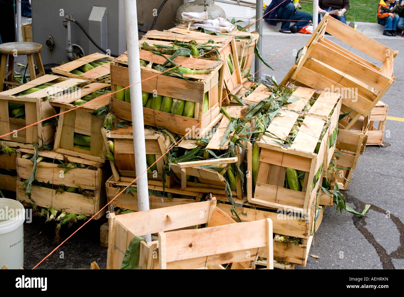 Crates of fresh sweet corn waiting to be roasted. Cinco de Mayo Fiesta ...