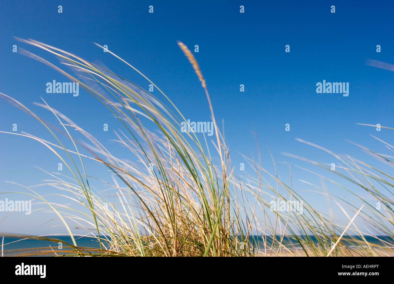 Grass swaying in wind blow hi-res stock photography and images - Alamy