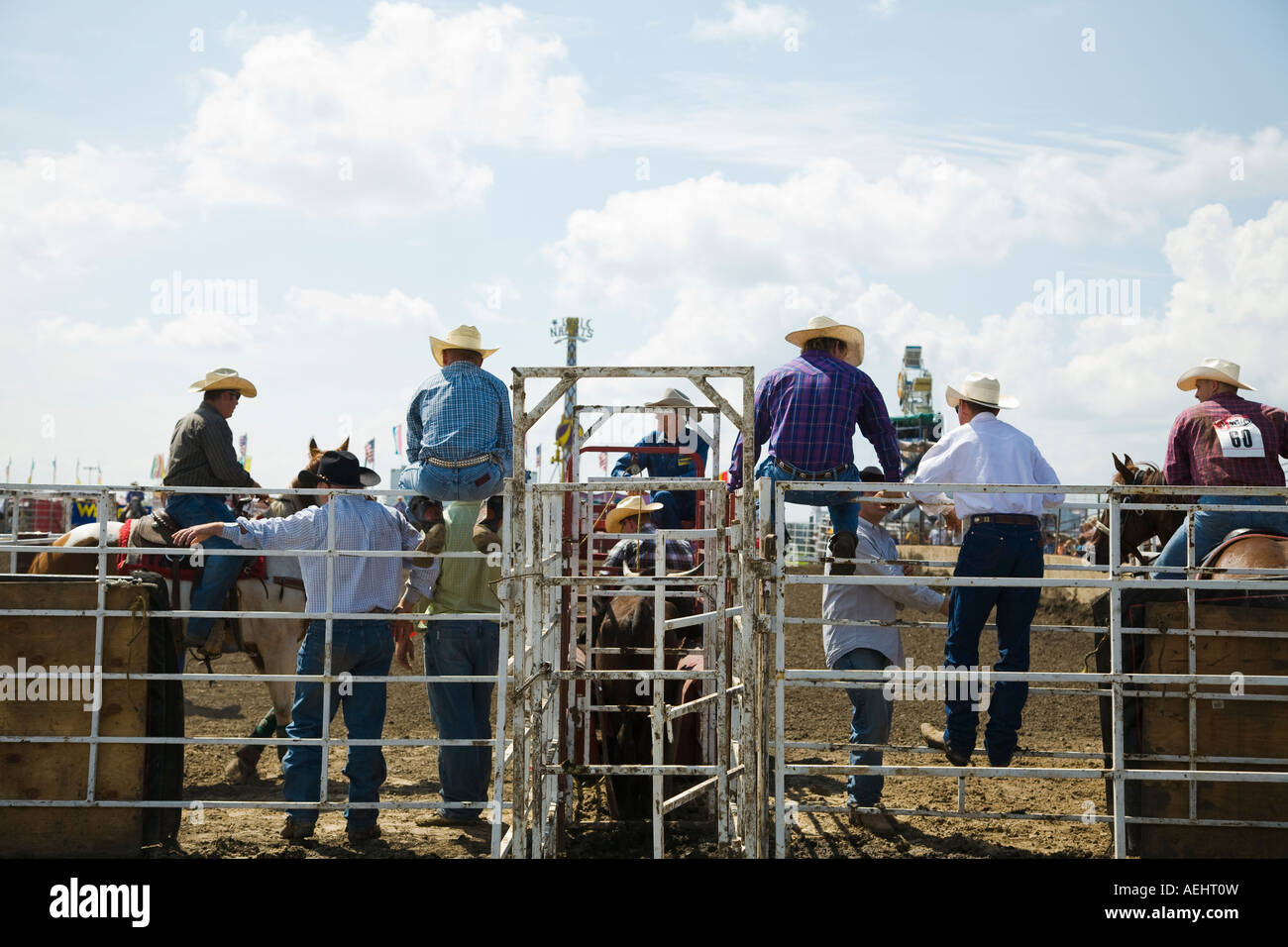 ILLINOIS Grayslake Calf tying rodeo event at Lake County Fair cowboys ...
