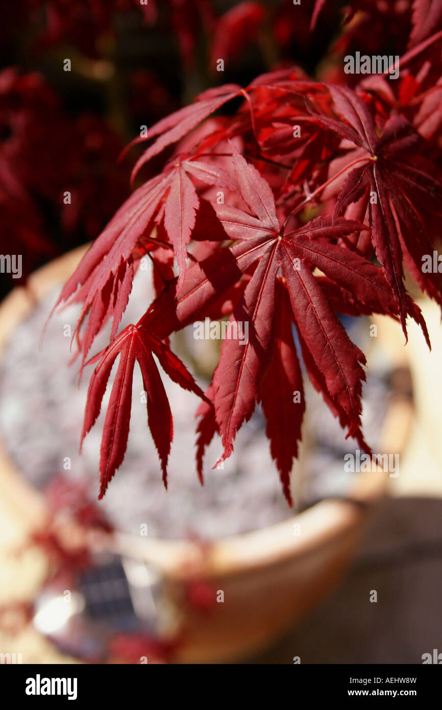 Acer atropurpureum pot hi-res stock photography and images - Alamy