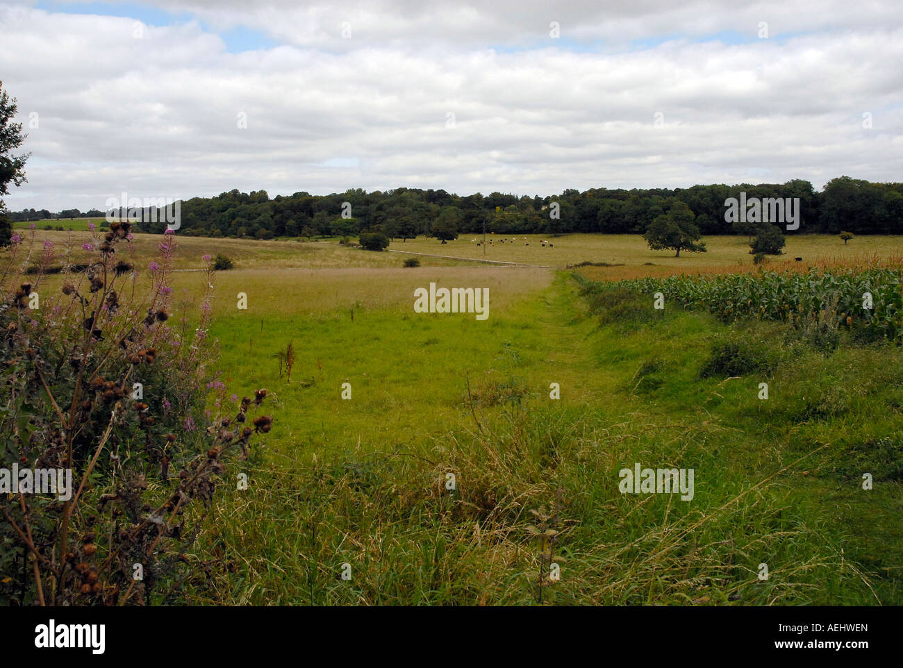 A sloping meadow near Kemble, Gloucestershire marking the source of the ...