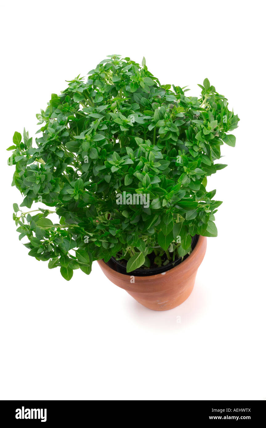Greek Basil in pot Stock Photo - Alamy