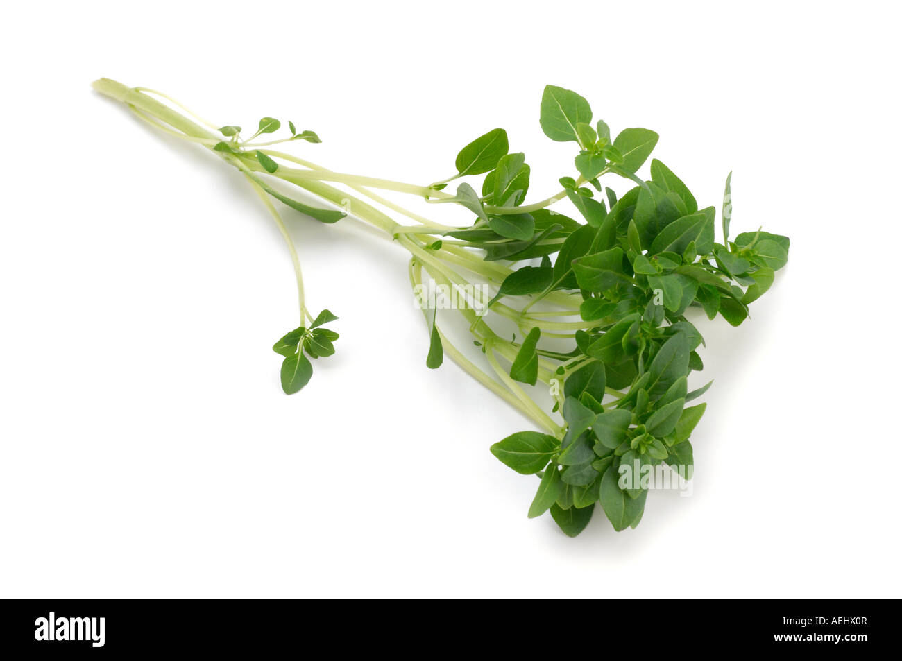 Greek basil hi-res stock photography and images - Alamy