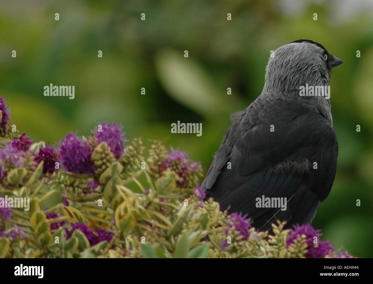 Purple jackdaw hi-res stock photography and images - Alamy