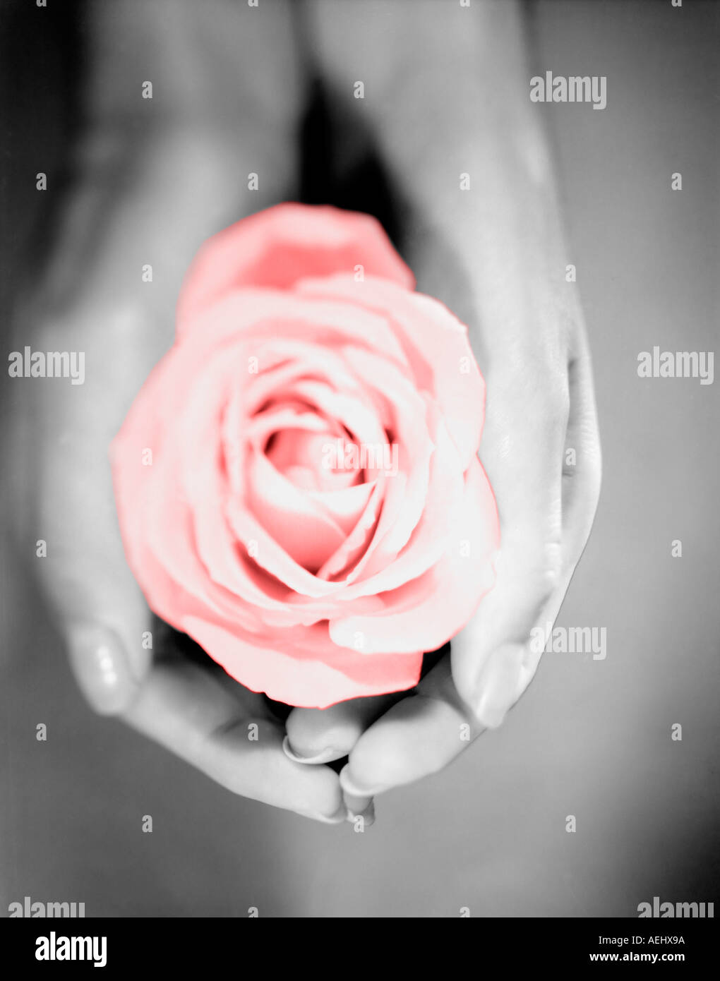 Hand holding rose Stock Photo - Alamy
