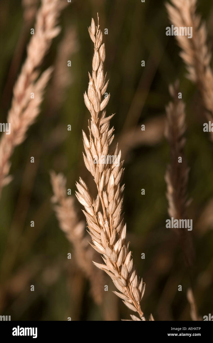 Barley (Hordeum vulgare Stock Photo - Alamy