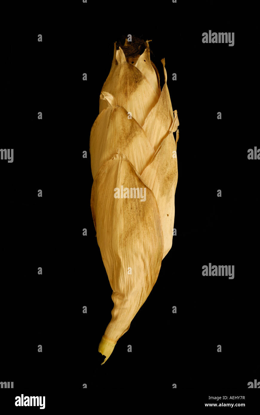 Mature Ear of Corn in Husk Stock Photo - Alamy