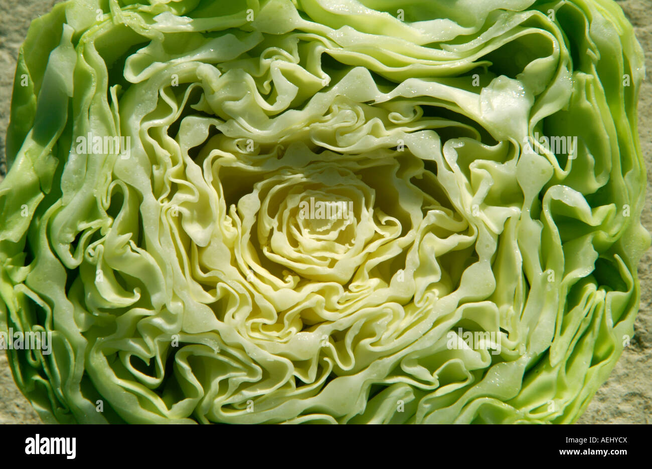 Fresh cut cabbage of the Minicole variety Stock Photo - Alamy