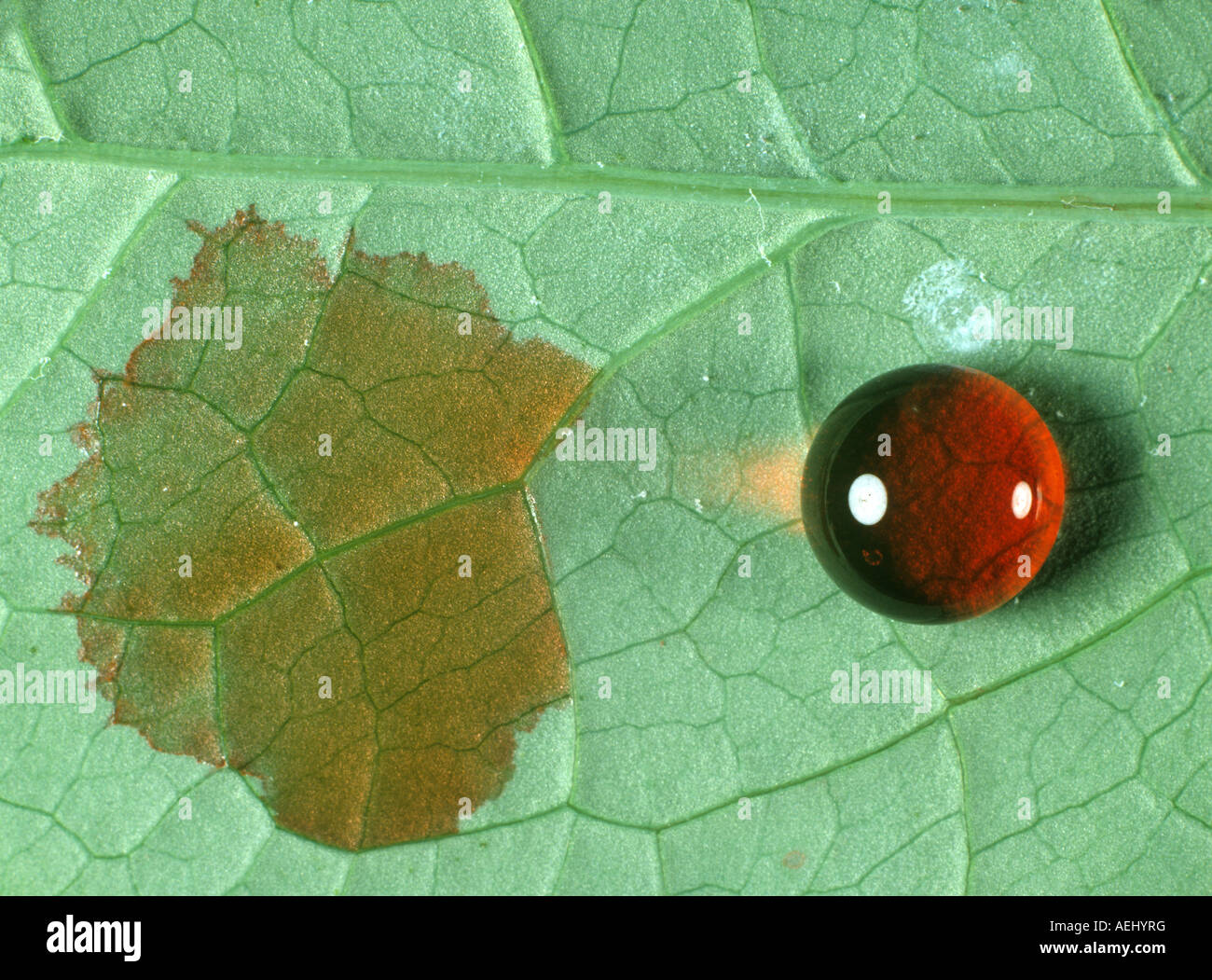 Wetting agent hi-res stock photography and images - Alamy Wetting agent hi-res stock photography and images - Alamy