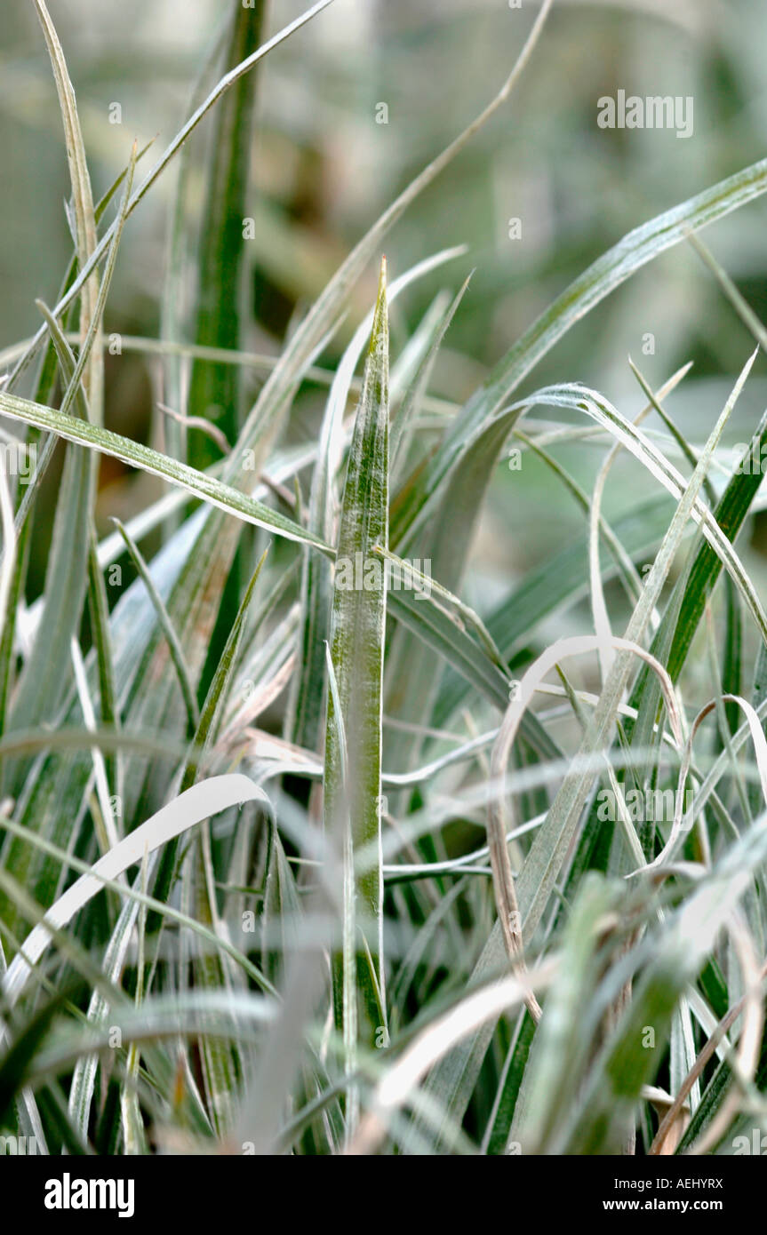 Astella hi-res stock photography and images - Alamy