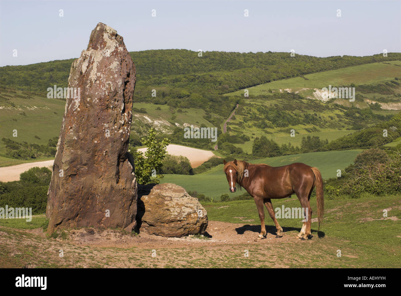 The Longstone north of Mottistone village with a New Forest Pony - Isle ...