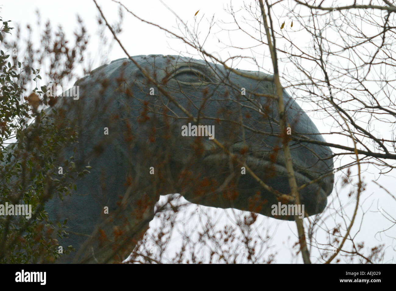 Brontosaurus skeleton hi-res stock photography and images - Alamy