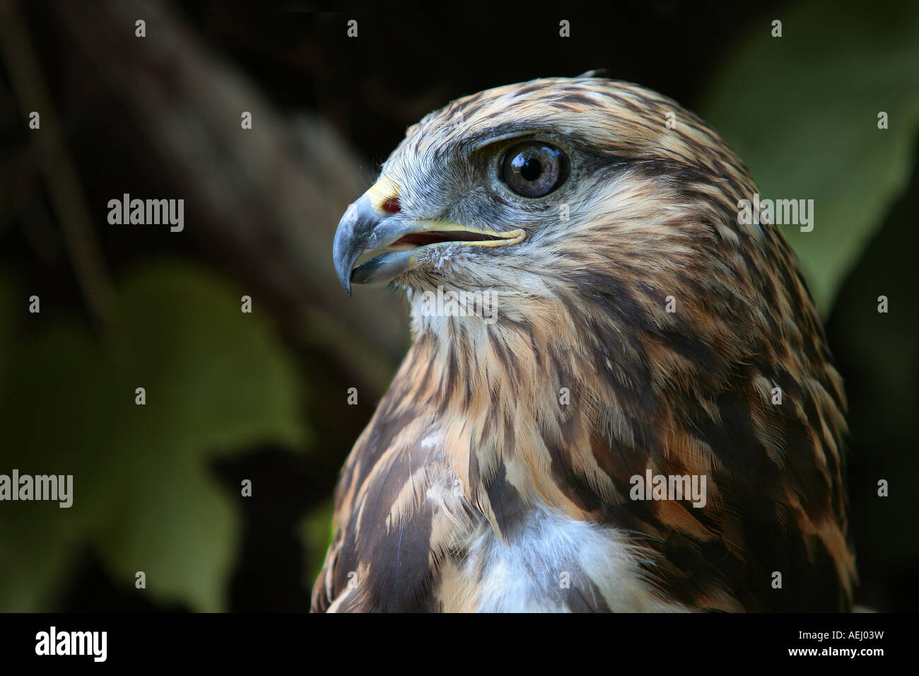 Rough-legged Hawk aka Chicken Hawk, Mouse Hawk, or Rough-legged Buzzard ...