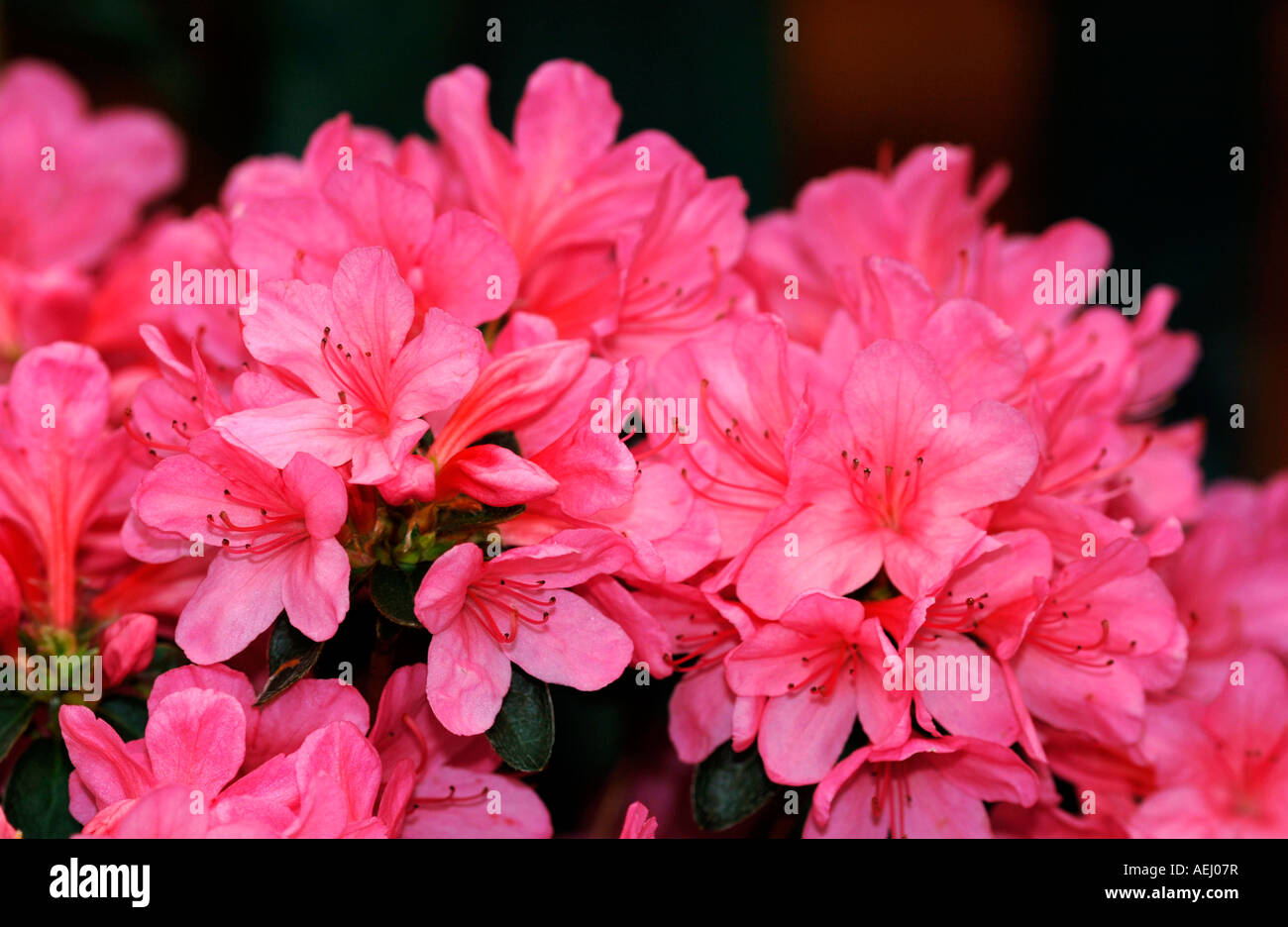 Azalea flowers hi-res stock photography and images - Alamy