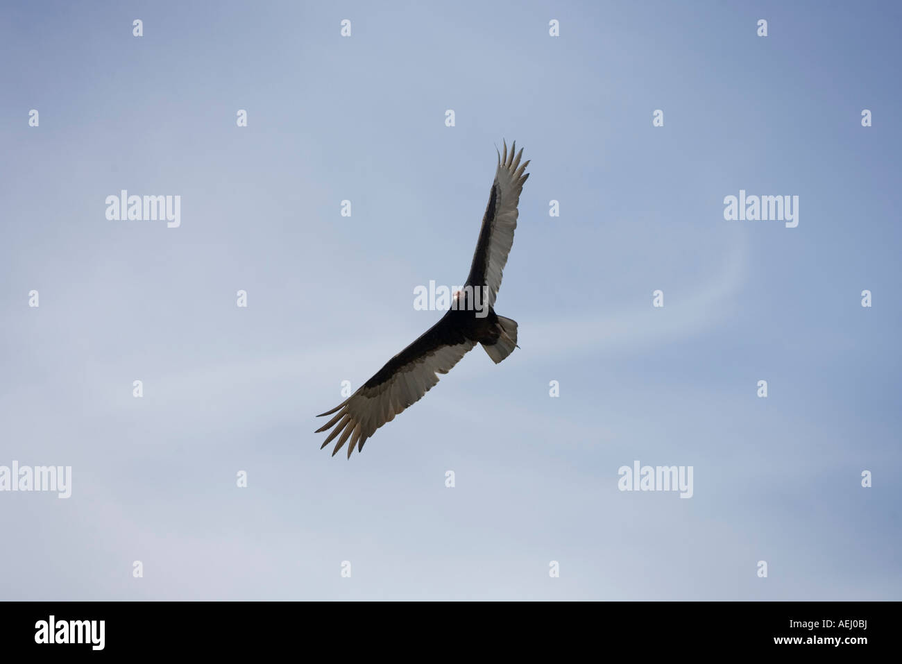 Argentina Chubut Province Puerto Piramedes Andean Condor flies above ...