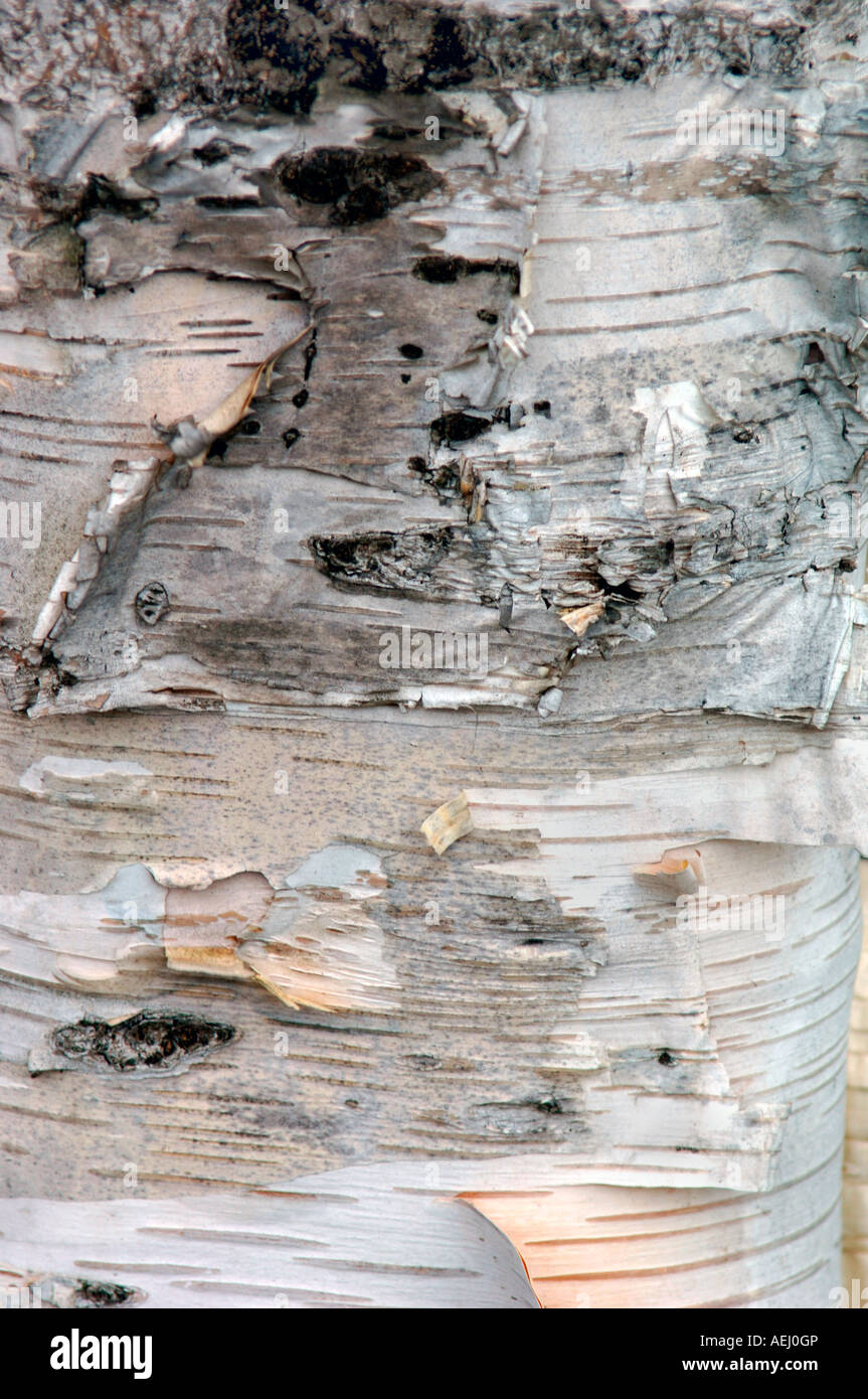 Silver Birch Tree Bark Stock Photo - Alamy