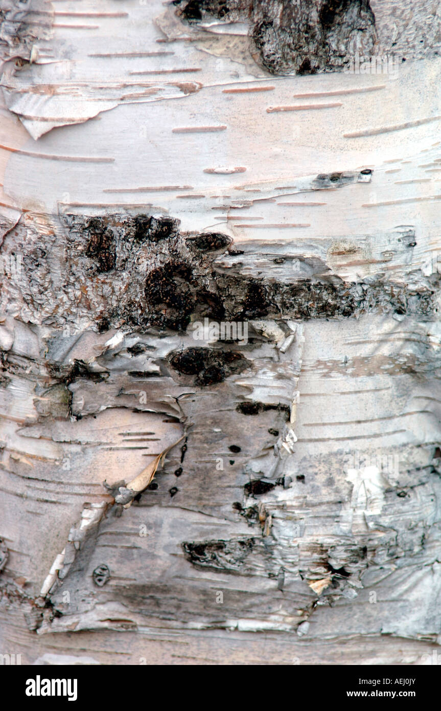 Silver Birch Tree Bark Stock Photo - Alamy