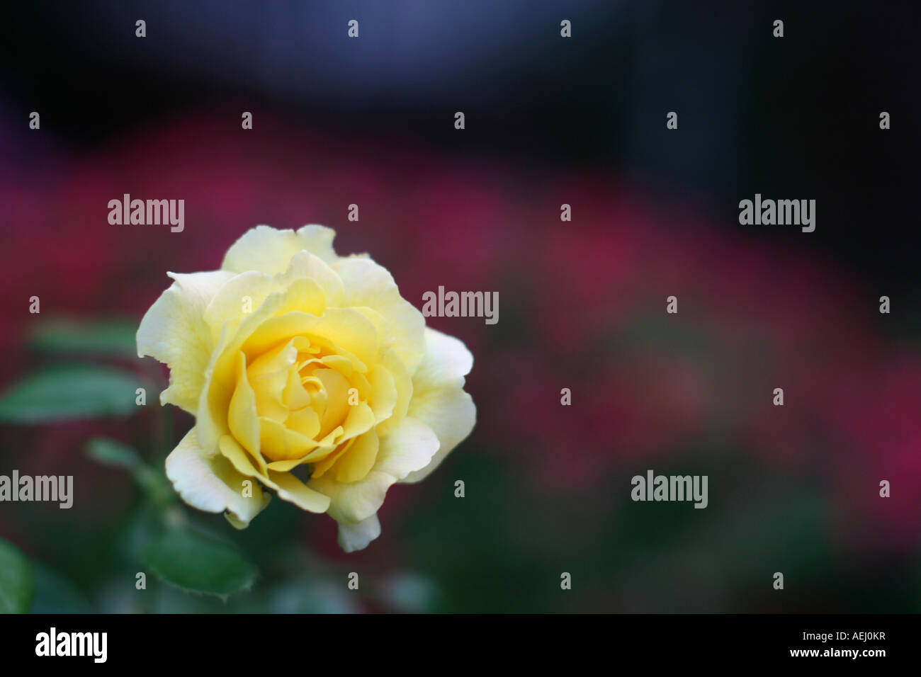 Street flowers in Brooklyn. Rose Stock Photo - Alamy
