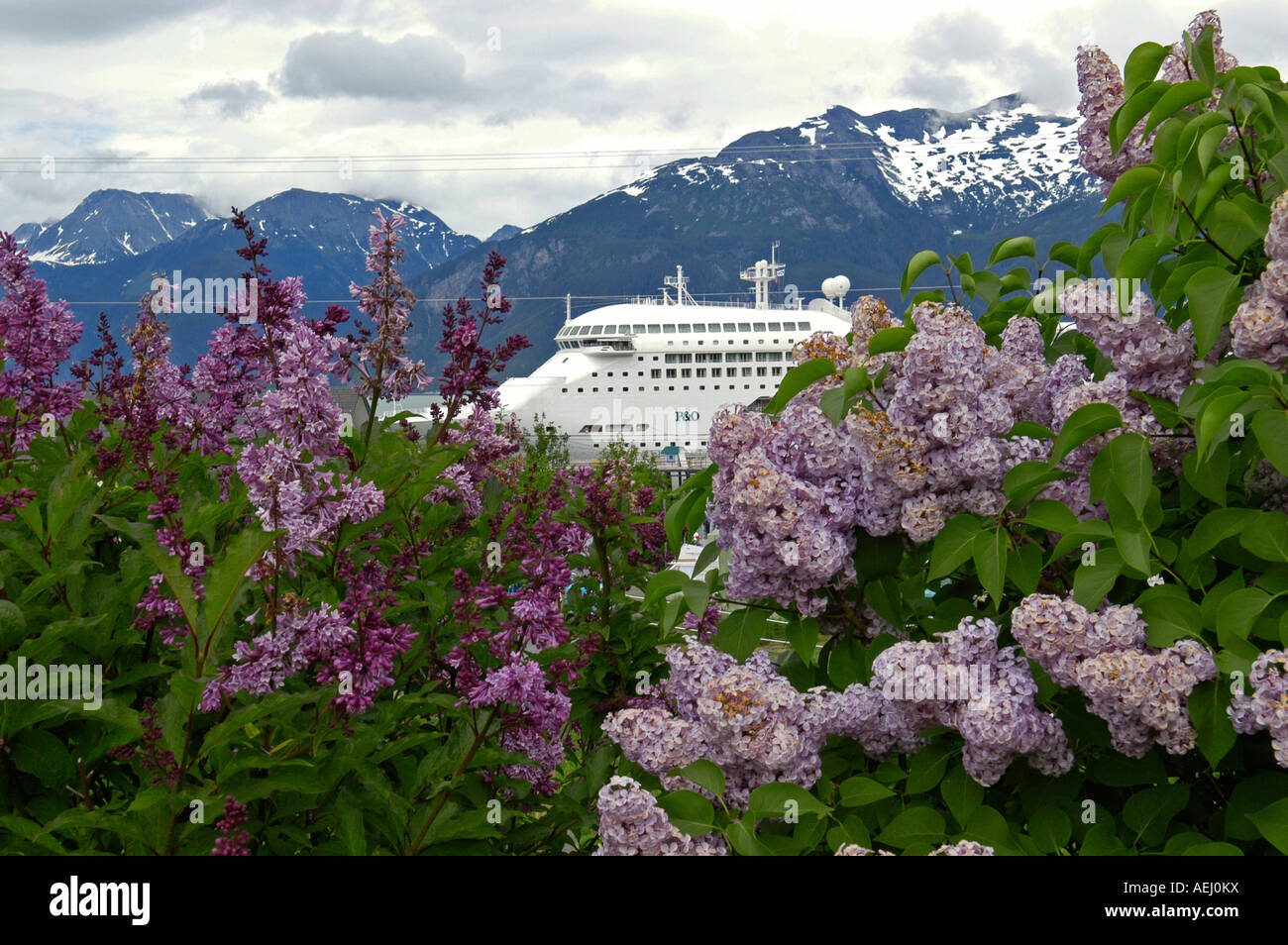 Lilacs with cruise ship in background Stock Photo - Alamy