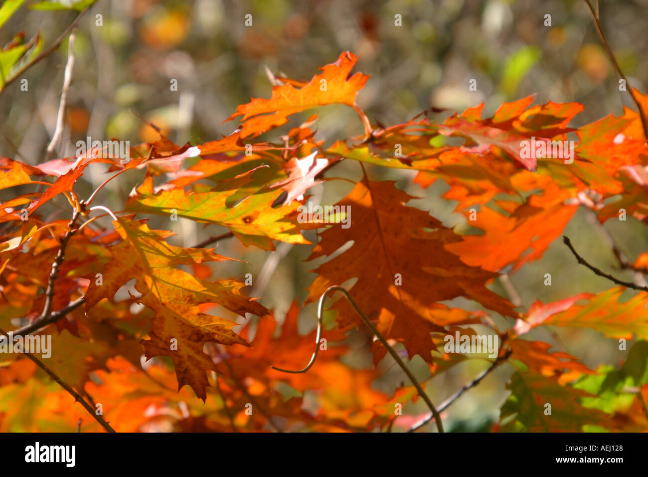 Horizontal Autumn splendor Stock Photo - Alamy