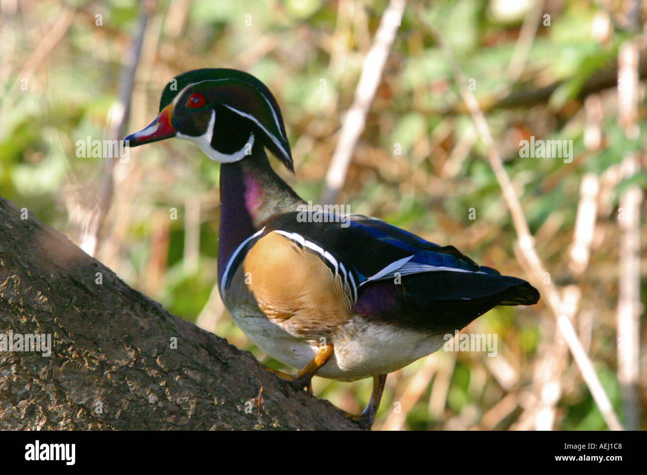 Horizontal Birds of North America Wood Duck Aix sponsa Stock Photo - Alamy