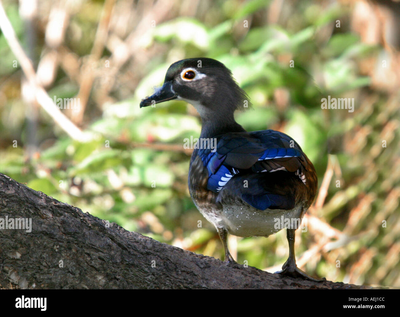 Horizontal Birds of North America Wood Duck Aix sponsa Stock Photo - Alamy