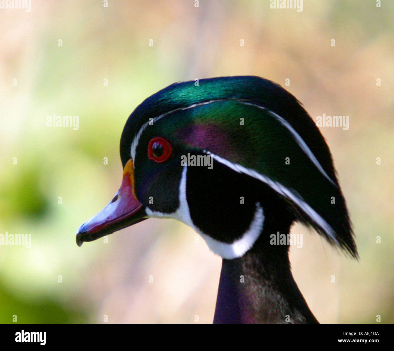 Birds of North America Wood Duck aix sponsa Stock Photo - Alamy